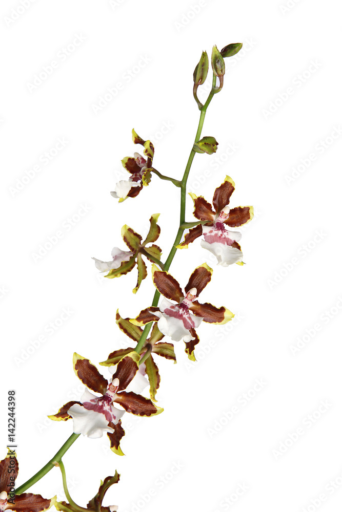 Orchidée Colmanara 'Jungle Monarch' Stock Photo | Adobe Stock