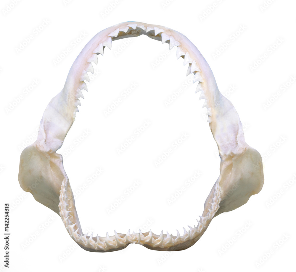 Jaws of Bull Shark - Carcharhinus leucas dangerous predator from Indian ...