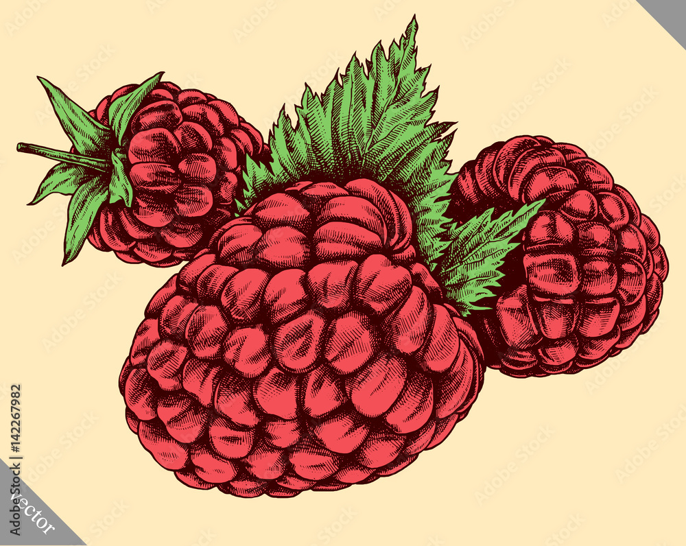 Engrave isolated raspberry hand drawn graphic vector illustration Stock ...