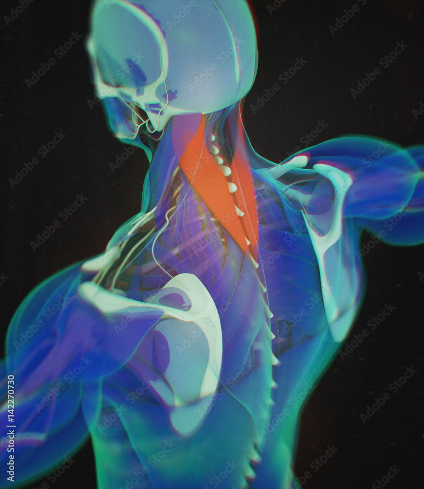 Splenius Capitis, neck muscles, stress, human anatomy. 3D illustration ...