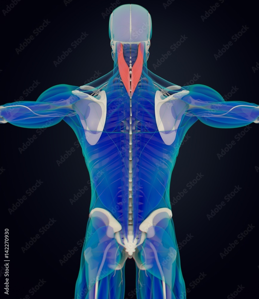 Splenius Capitis, neck muscles, stress, human anatomy. 3D illustration ...