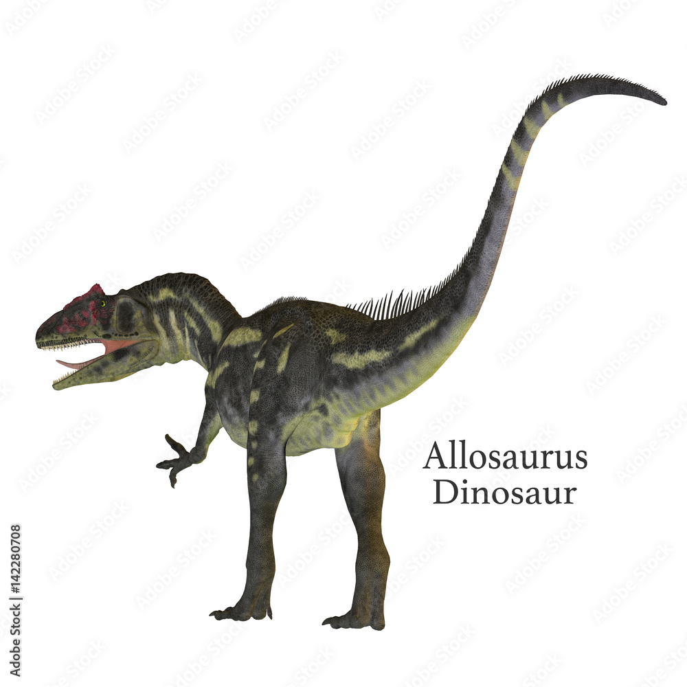 Allosaurus Dinosaur Tail with Font - Allosaurus was a carnivorous theropod dinosaur that lived ...