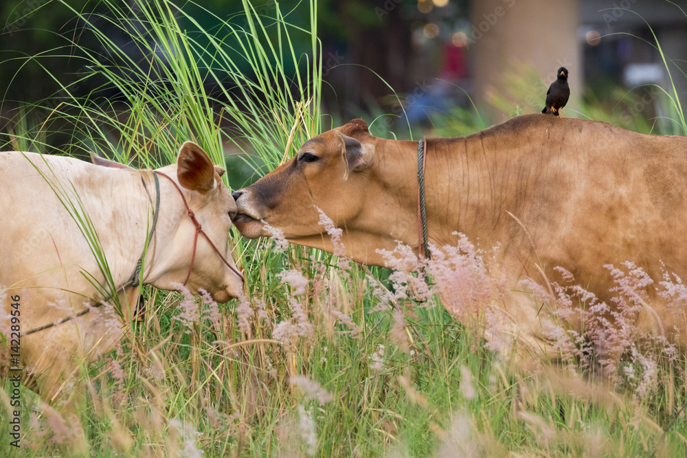 Image of brown cow on nature background. Farm Animal. Stock Photo ...