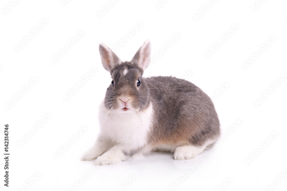 Sweet rabbit cute bunny with white background Stock Photo | Adobe Stock