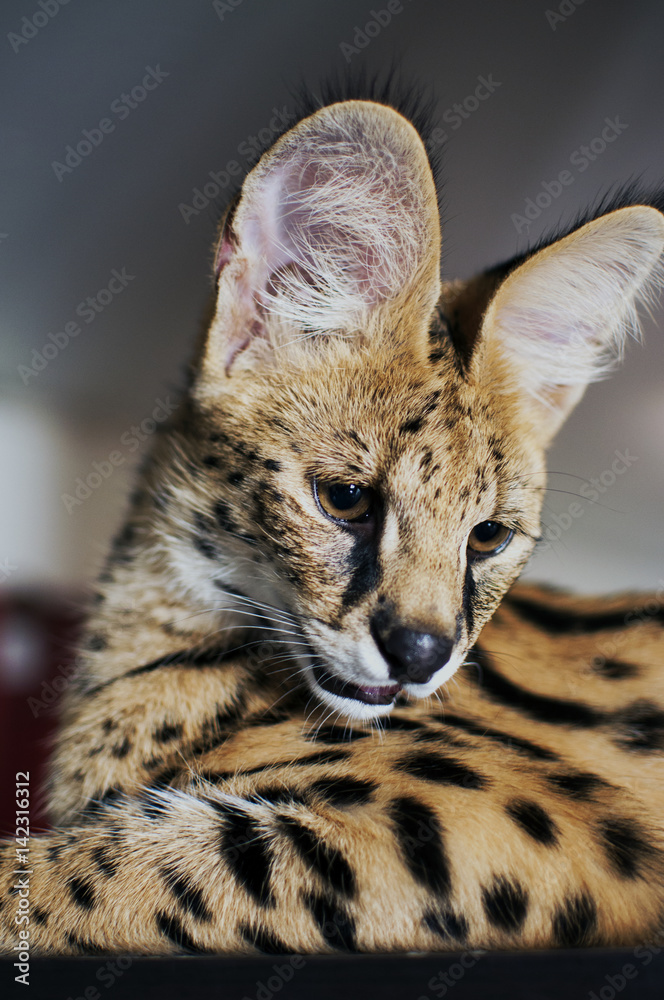 Pet Serval