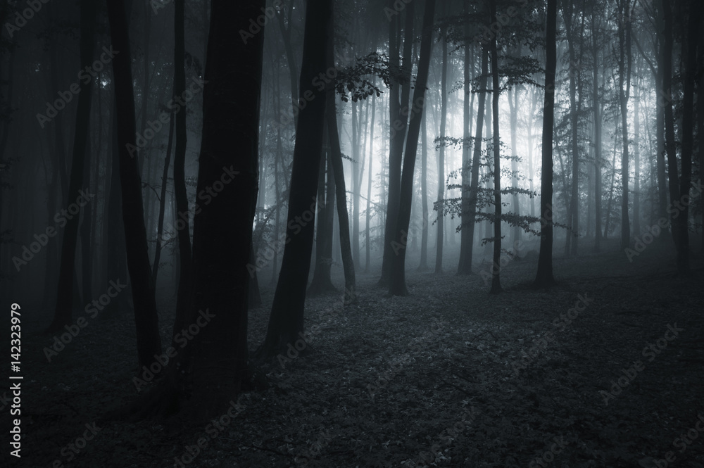 dark scary atmosphere woods at night scenery Stock Photo | Adobe Stock