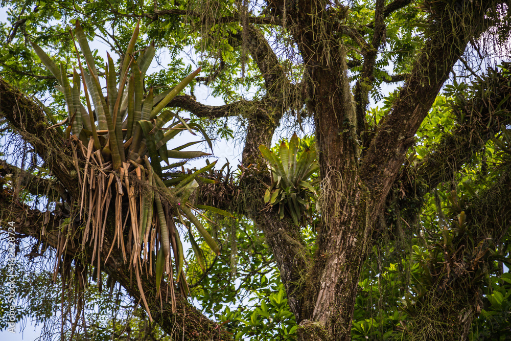 Foto Stock Baum mit Bromelien in Brasilien | Adobe Stock