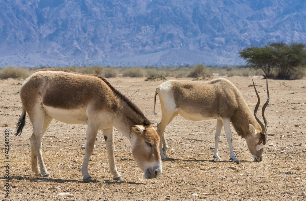 Asian wild donkey Onager (Equus hemionus) and antelope Addax (Addax ...