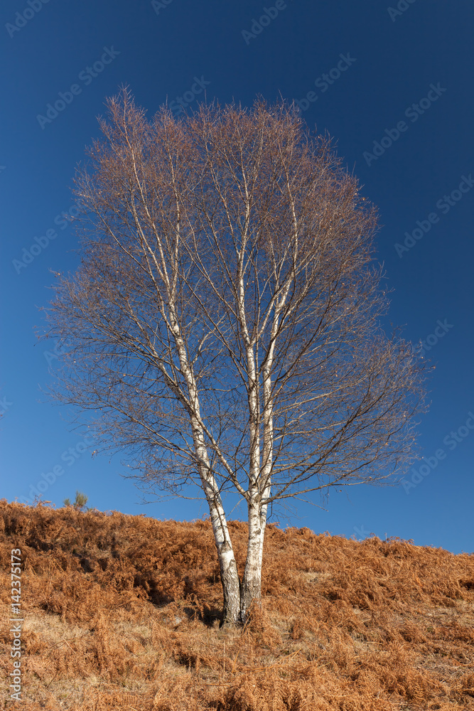 Autumn birch tree without leaves against blue sky Stock Photo | Adobe Stock