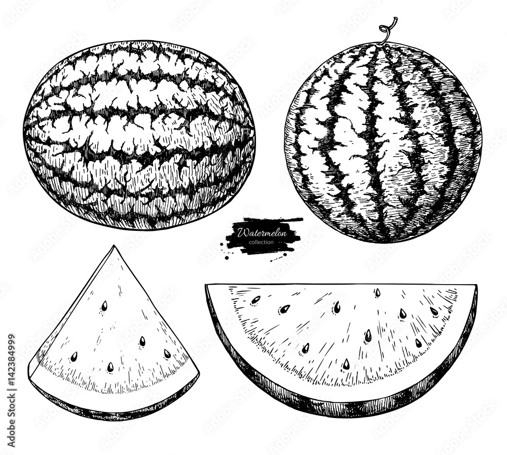 Watermelon and slice vector drawing set. Isolated hand drawn berry on ...