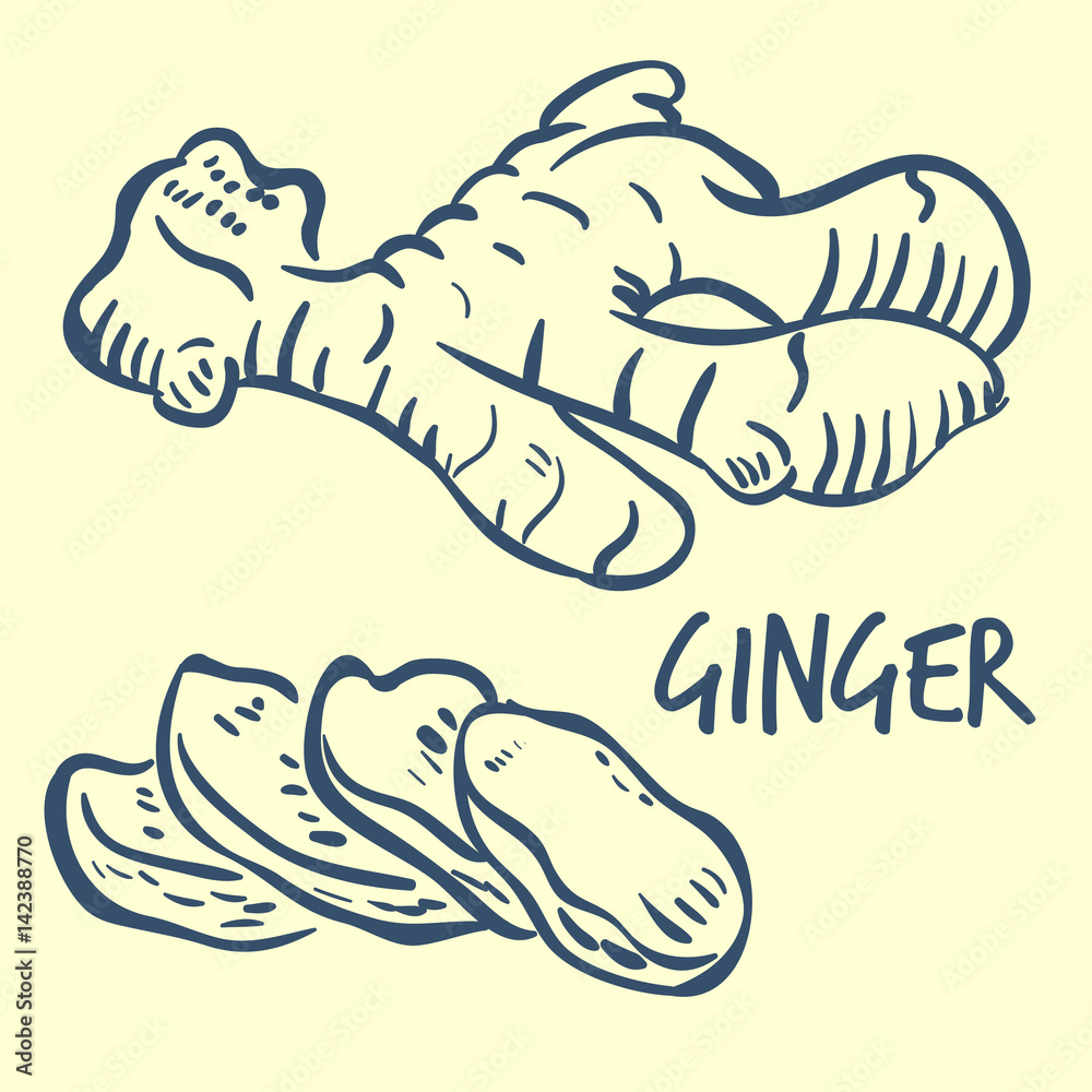 ginger line art vector icon Stock Vector | Adobe Stock