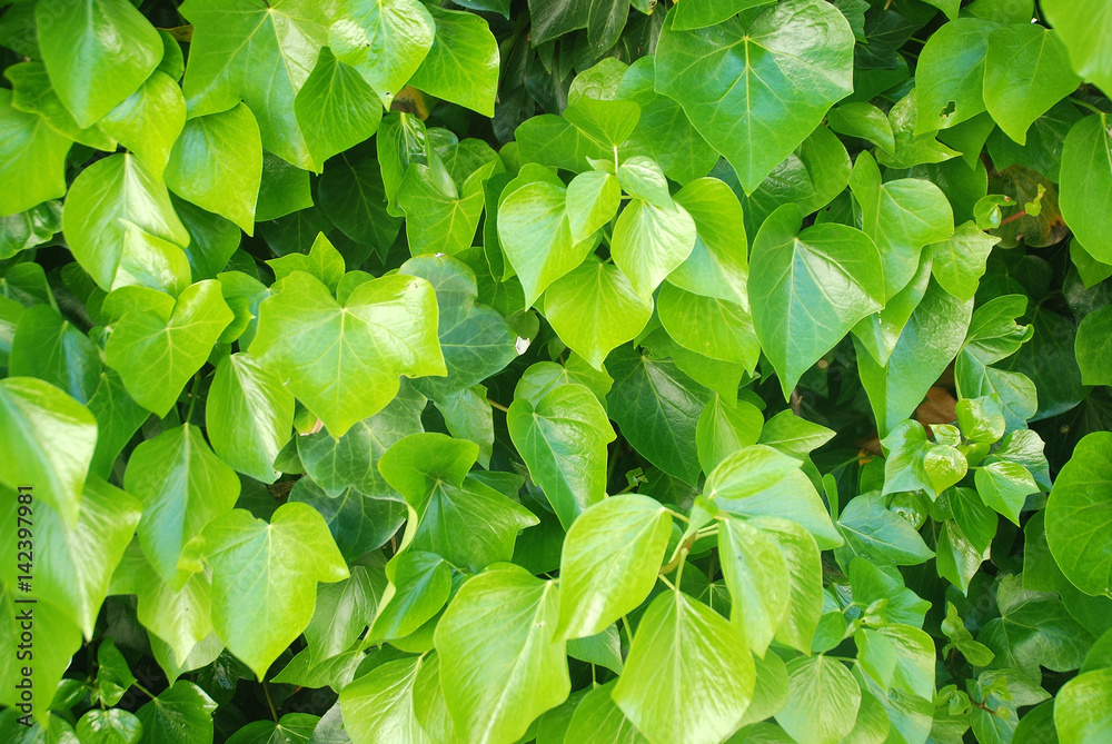Foto de FONDO DE HIEDRA. HEDERA HELIX do Stock | Adobe Stock
