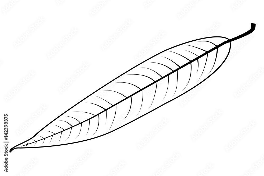 Willow - leaf vector illustration , Stock Vector | Adobe Stock