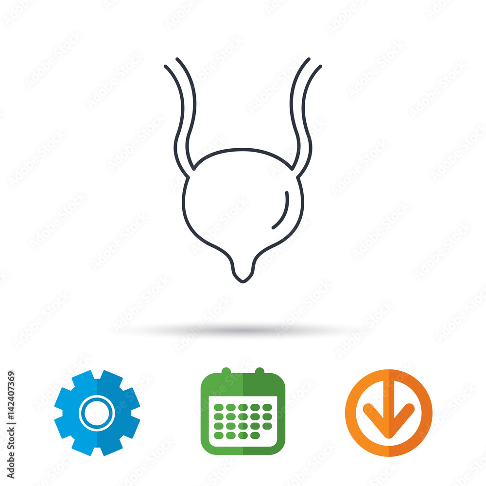 Urinary bladder icon. Human body organ sign. Urology health symbol ...
