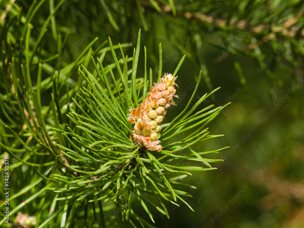Young pine pinus pollen strobili and shoots macro with bokeh background ...