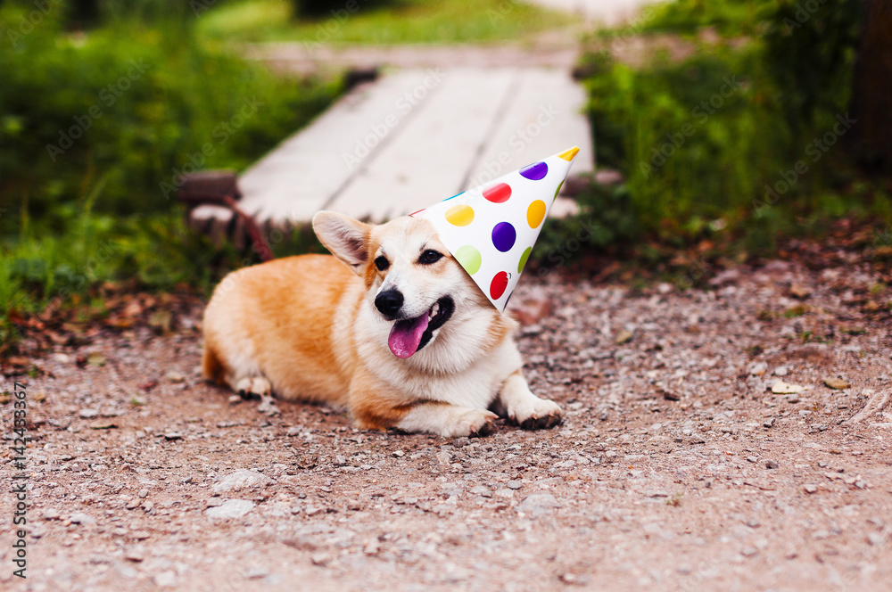 Corgi Celebration