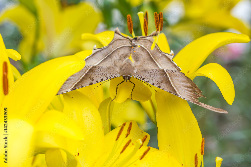 cute moth on lily flower foto de Stock | Adobe Stock