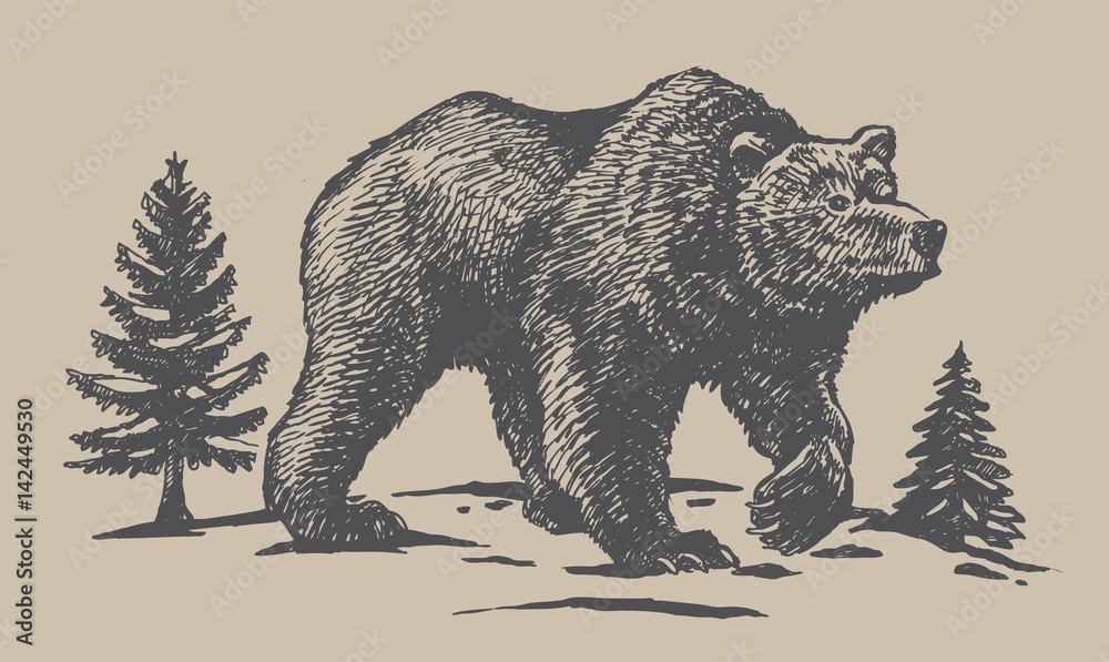 bear sketch vector Stock Vector | Adobe Stock