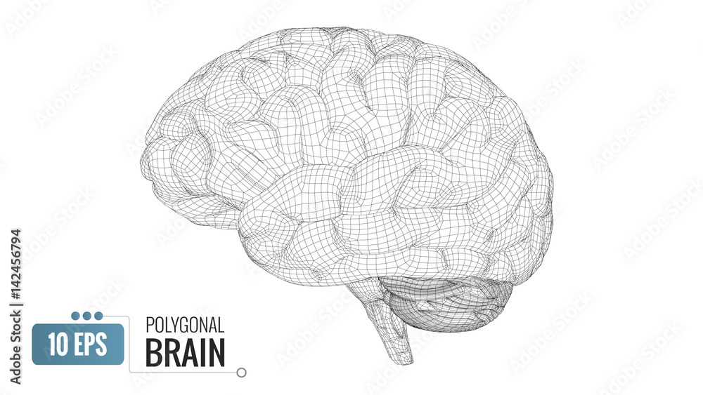 3D polygonal wireframe brain on white BG Stock Vector | Adobe Stock