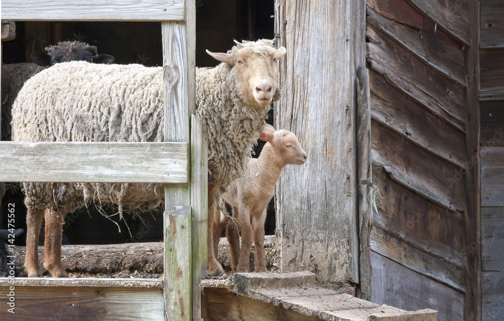Ewe and Lamb near an Old Wood Barn Stock Photo | Adobe Stock