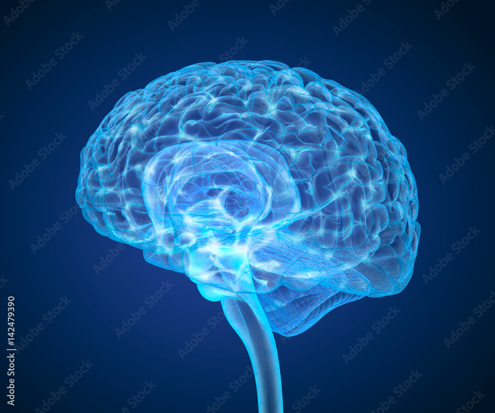 Human brain X-ray scan , Medically accurate 3D illustration Stock ...