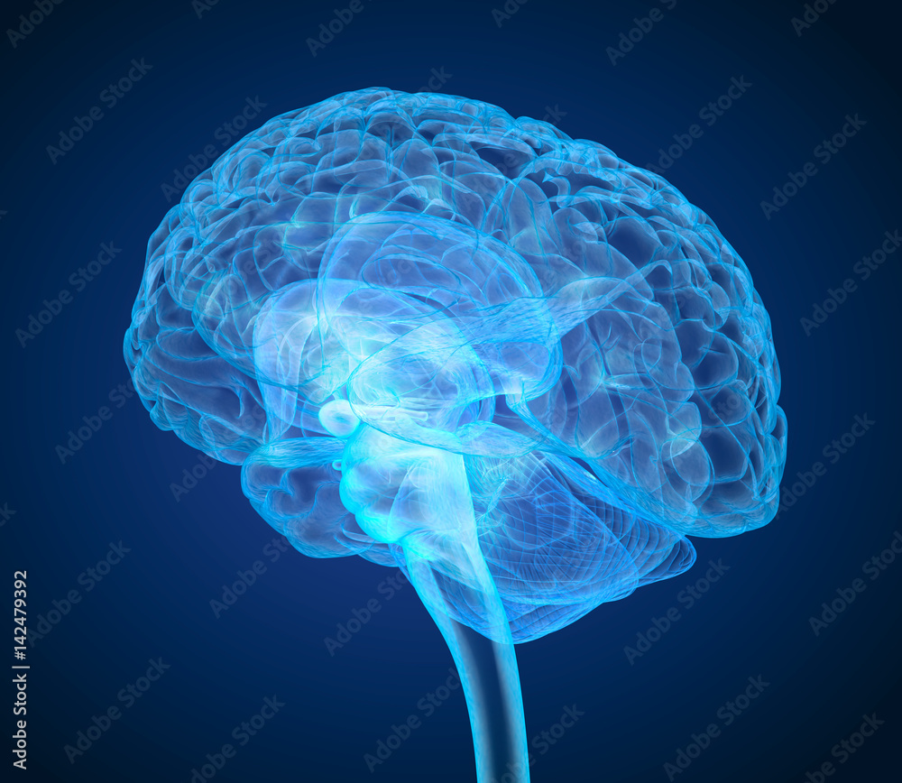 Human brain X-ray scan , Medically accurate 3D illustration Stock ...