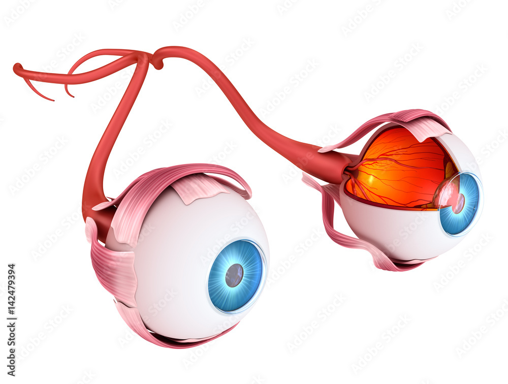 Eye anatomy - inner structure, Medically accurate 3D illustration ...
