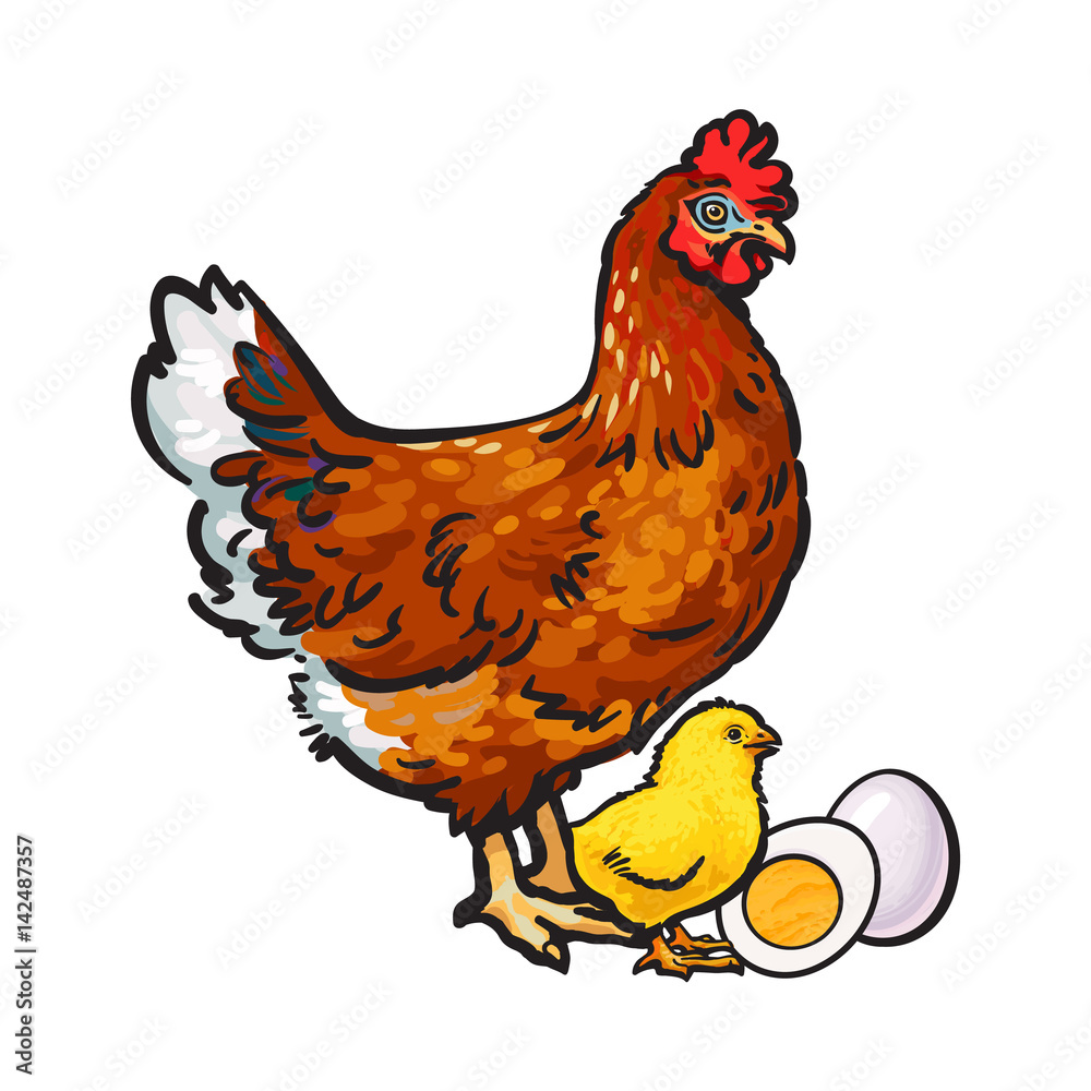 Hand drawn brown hen, little yellow newborn chicken and peeled, boiled ...
