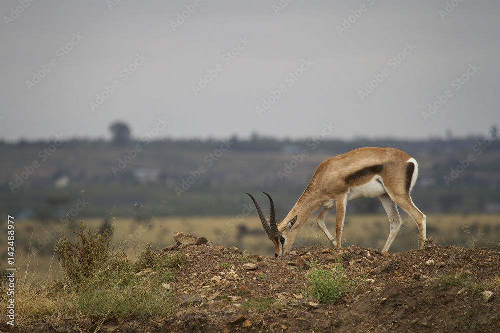 Gazelle Eating Stock Photo | Adobe Stock