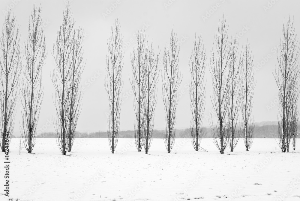 Isolated tall slim skinny trees with snow forest background. Snow on ...