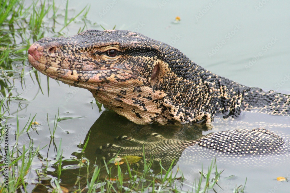 Foto de Water monitor lizard (Varanus salvator) basking and bathing in ...