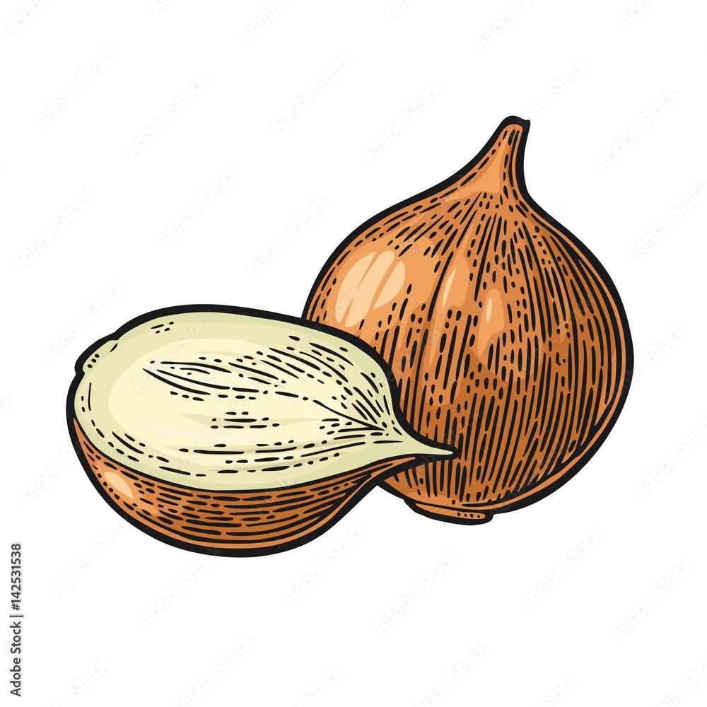 Whole and half onion. Vector black vintage engraved illustration ...