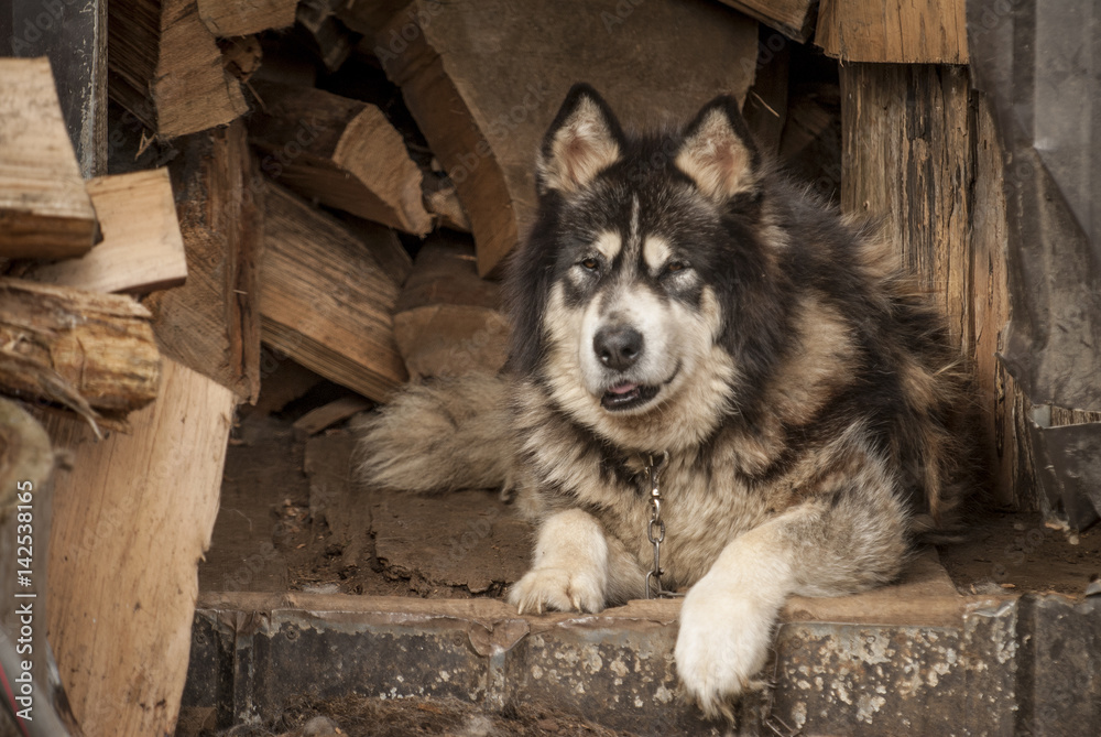 Native American Village Dog