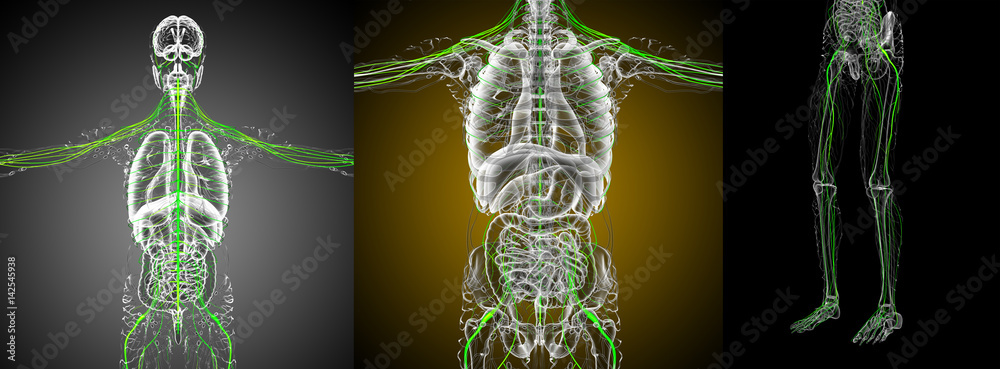 3d rendering medical illustration of the nerve system Stock ...