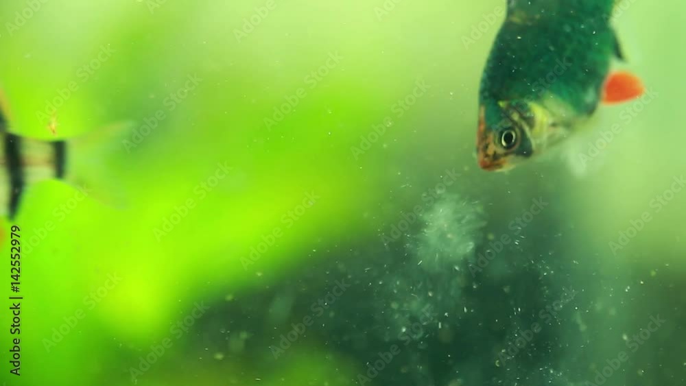 SUMATRAN TIGER BARB fish eating food in aquarium Stock ビデオ | Adobe Stock