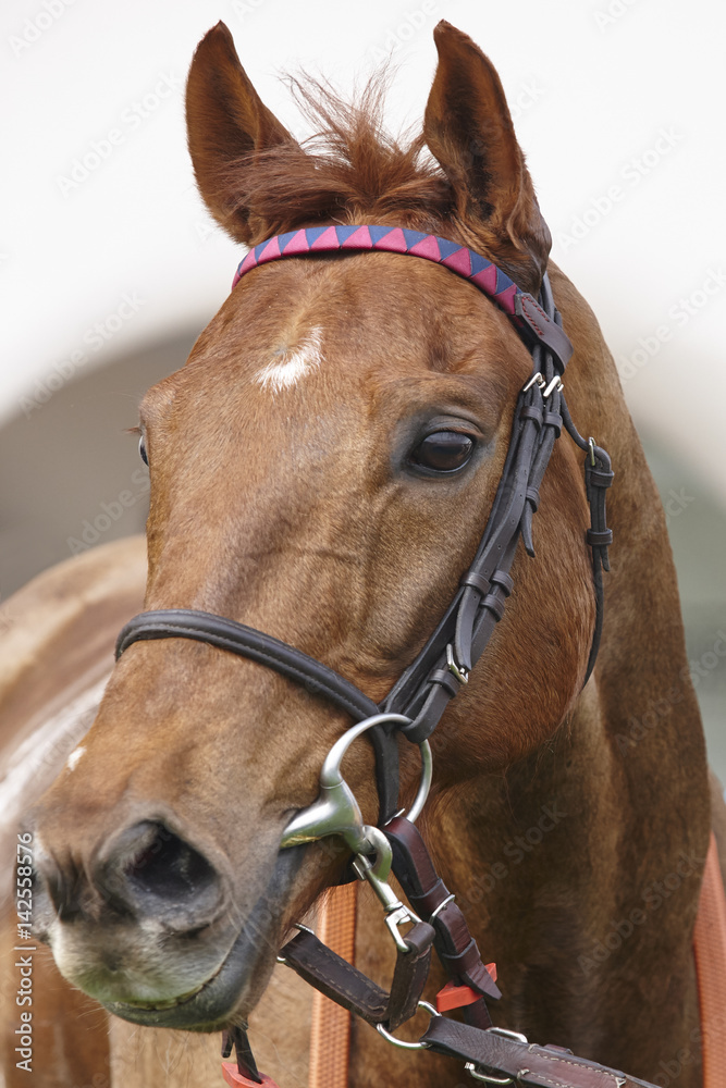 Race horse head ready to run. Paddock area. Stock Photo | Adobe Stock