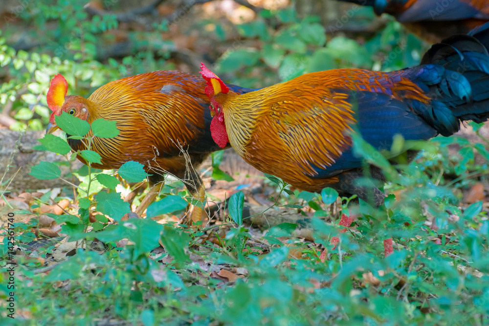 Sri Lankan Jungle Fowl. Sri Lankan jungle fowl is a member of the ...