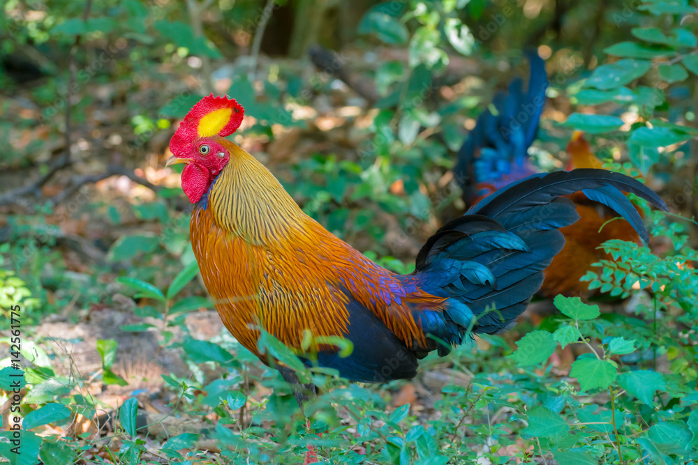 Sri Lankan Jungle Fowl. Sri Lankan jungle fowl is a member of the ...