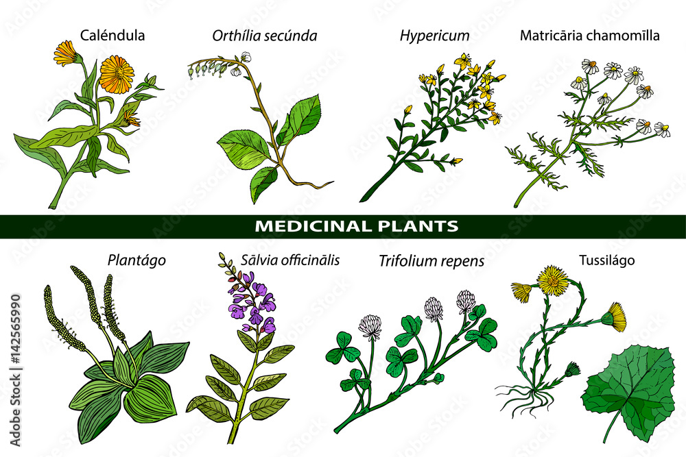Set of medicinal plants. Botanical plant illustration. Vector hand ...