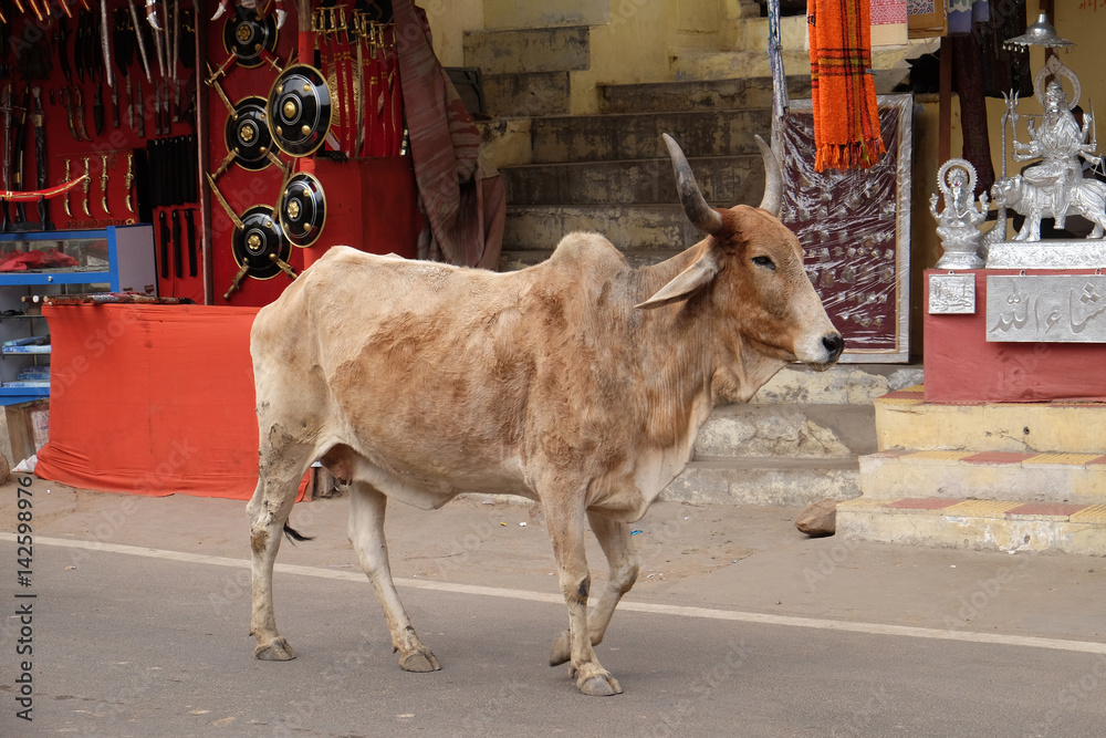 Cows strolling around in the city of Pushkar, India. Most Hindus ...