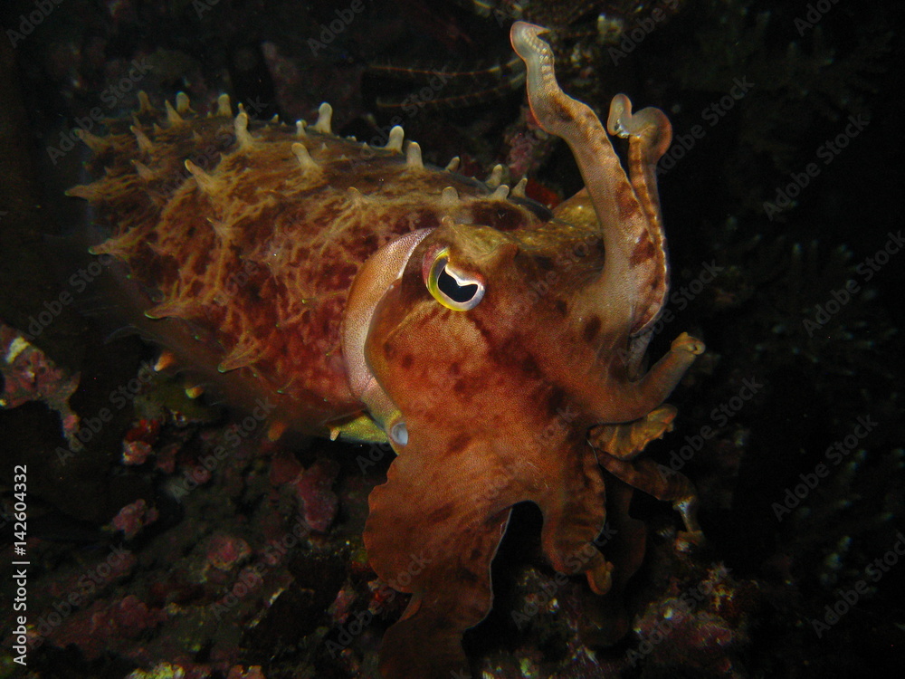 Oktopus Stock-Foto | Adobe Stock