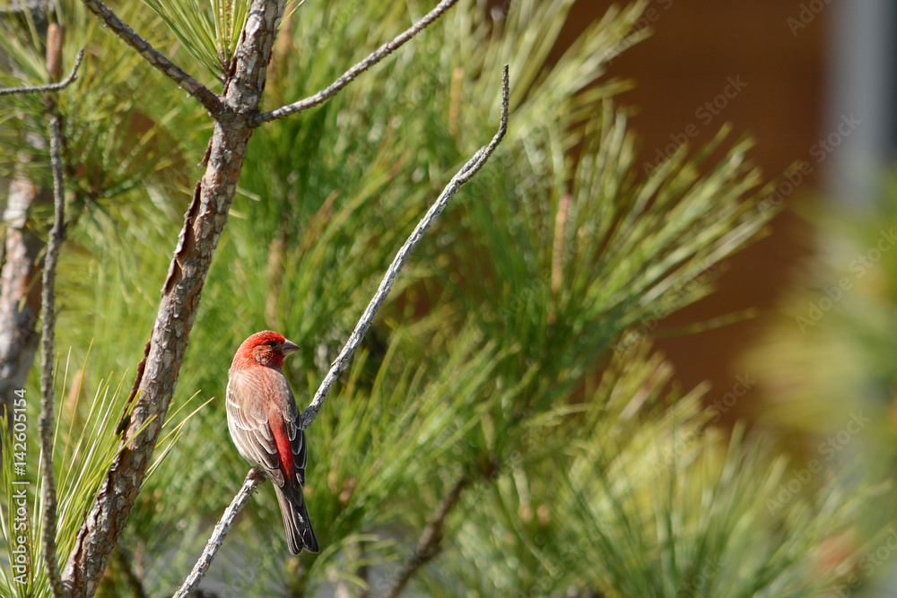 Beautiful red bird sitting on the pine tree branch. House Finch ...