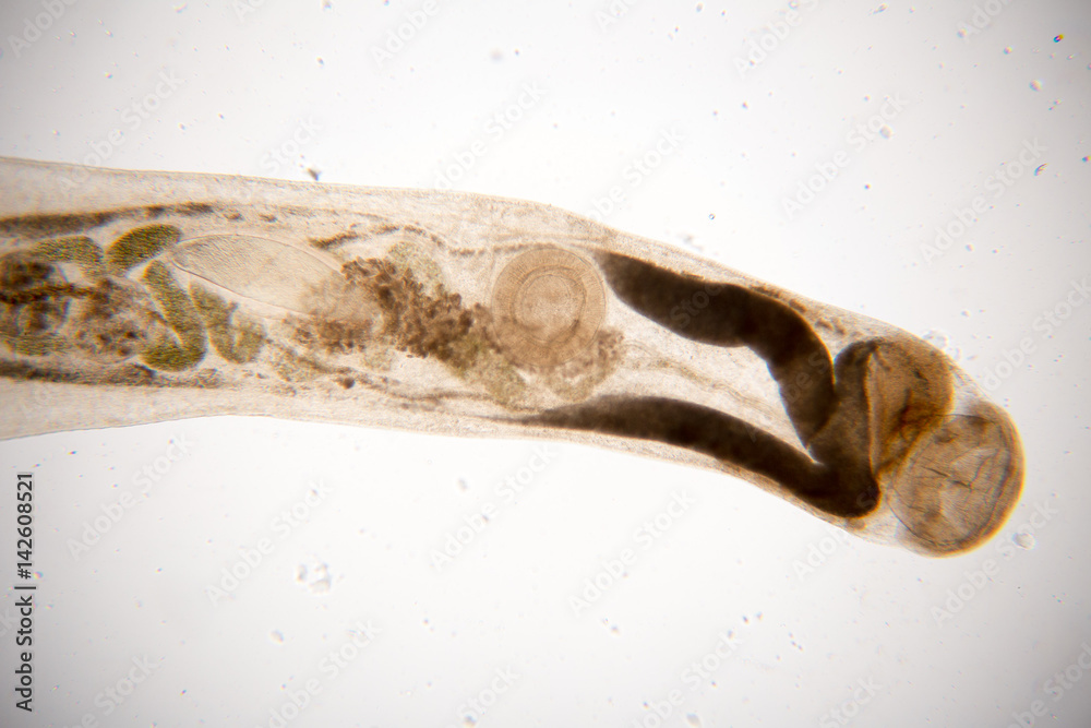 parasite under microscope view. Stock Photo | Adobe Stock