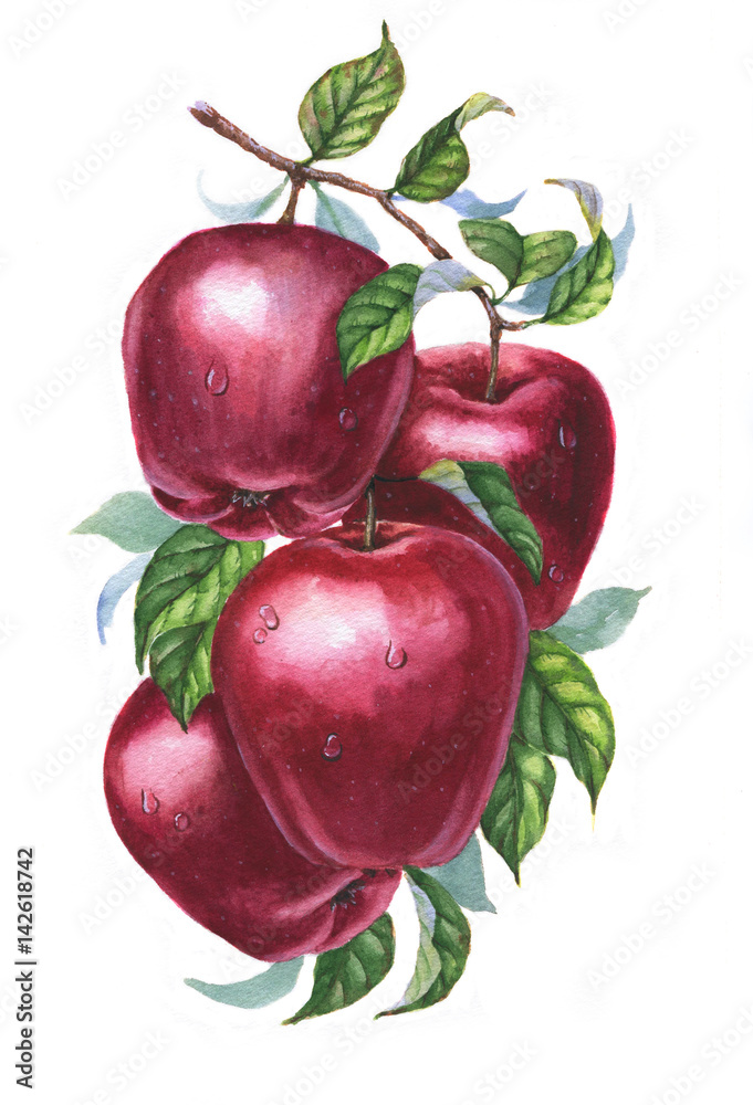 Hand drawn watercolor artistic illustration of the sweet ripe red ...
