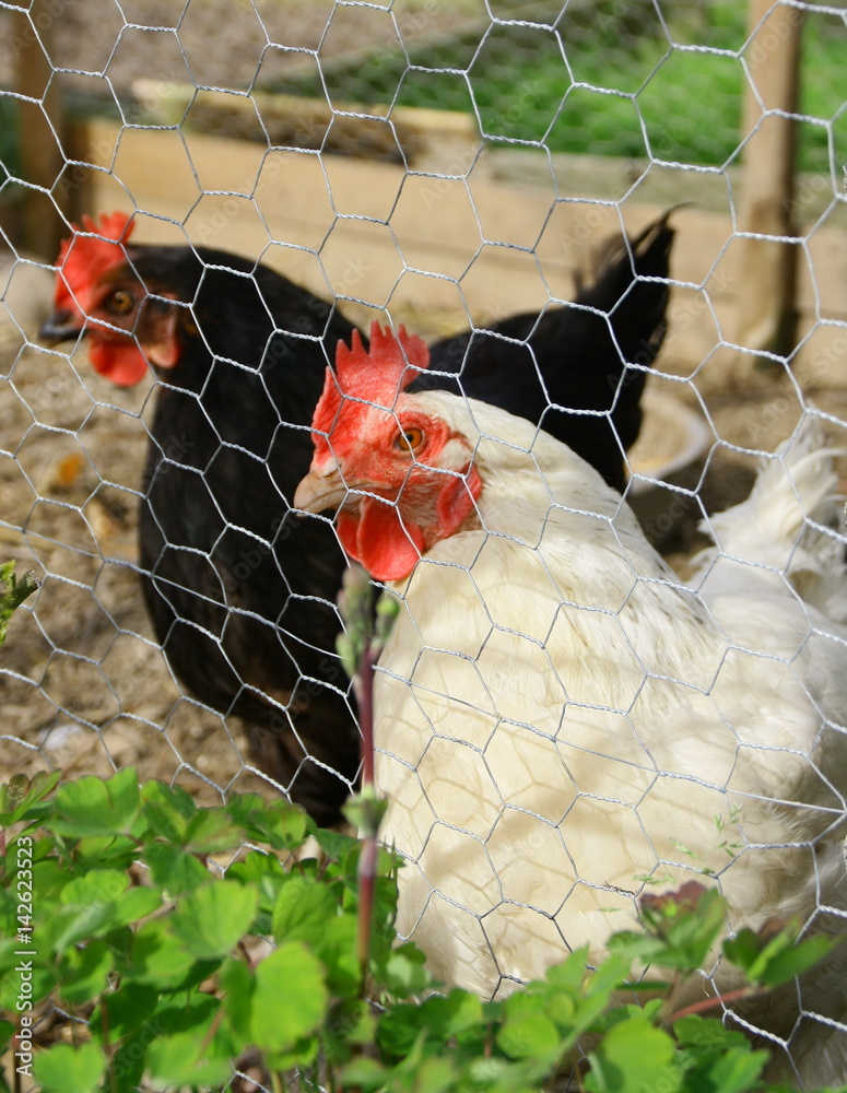 poule noire et blanche dans le poulailler derrière le grillage Stock ...
