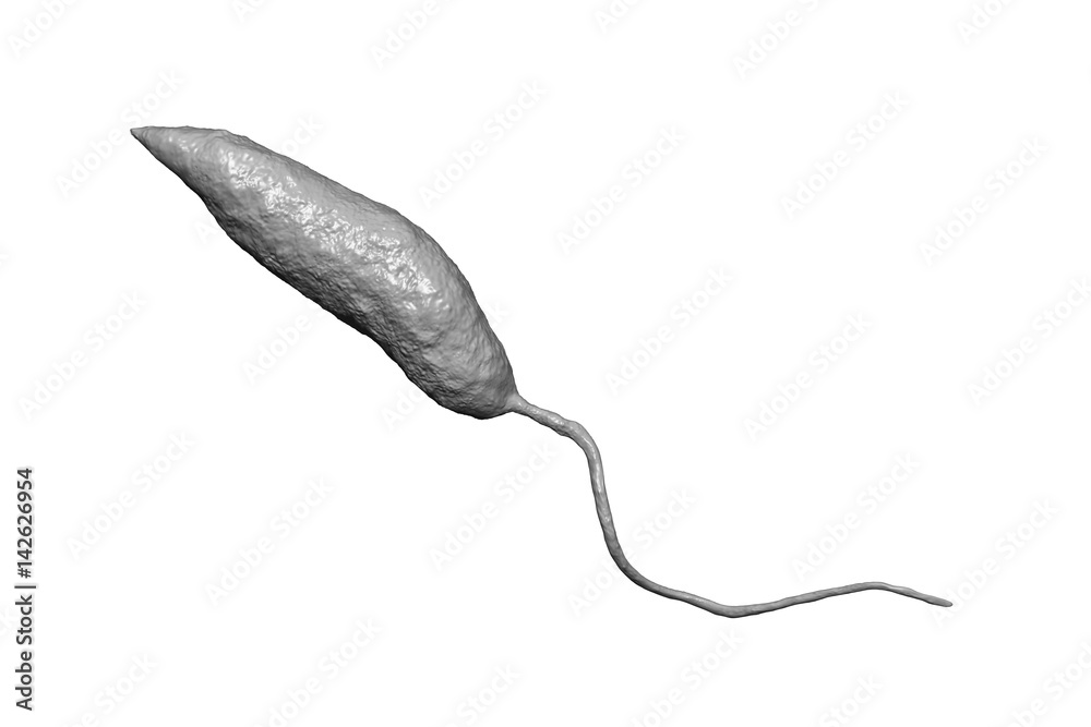 Leishmania Promastigote