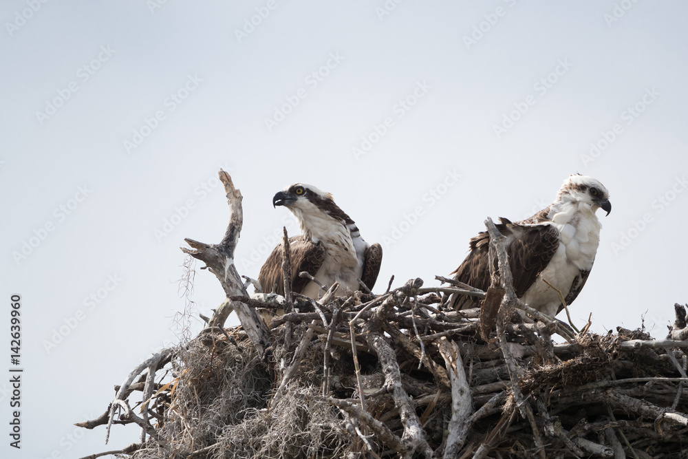 Osprey, —also called Fish eagle, Sea hawk, River hawk, and fish hawk—is ...
