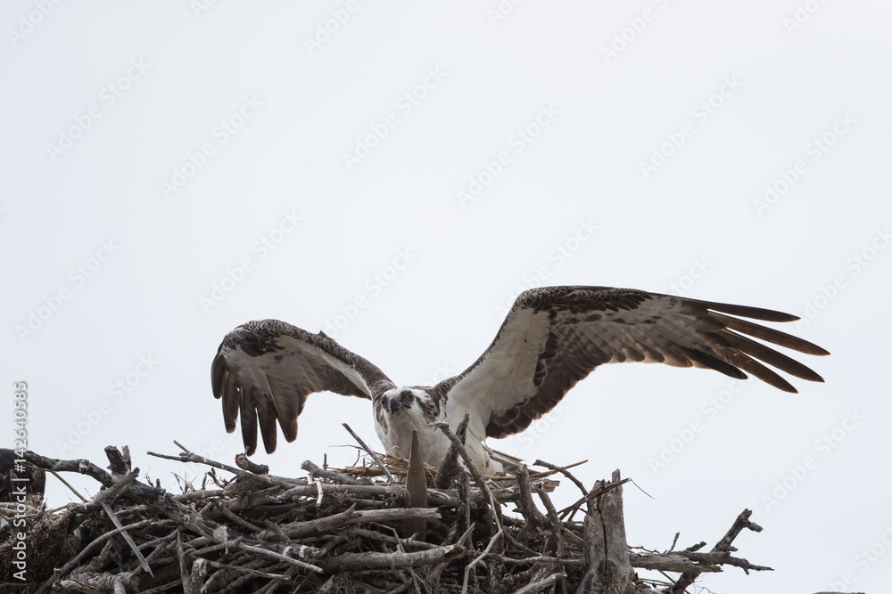 Osprey, —also called Fish eagle, Sea hawk, River hawk, and fish hawk—is ...
