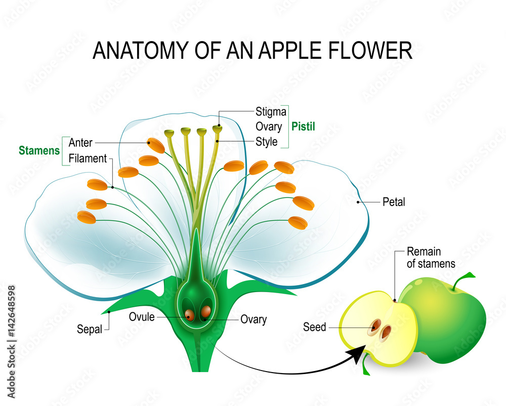 Anatomy of an apple flower Stock Vector | Adobe Stock