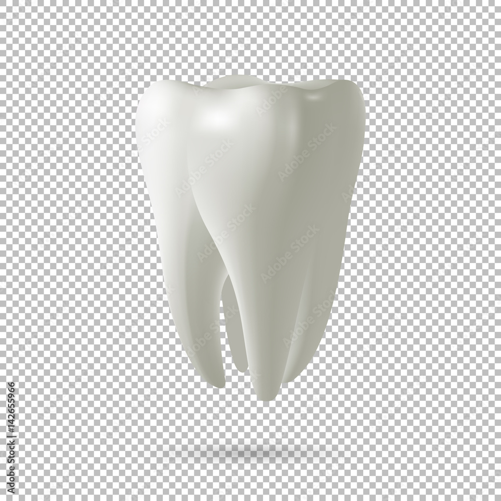 Realistic vector tooth icon isolated on transparent background. Dental ...